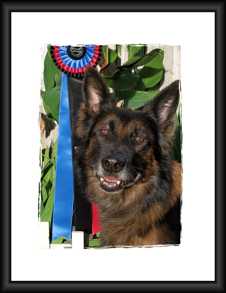 Zen – Elite Champion! – JOYRIDE K9